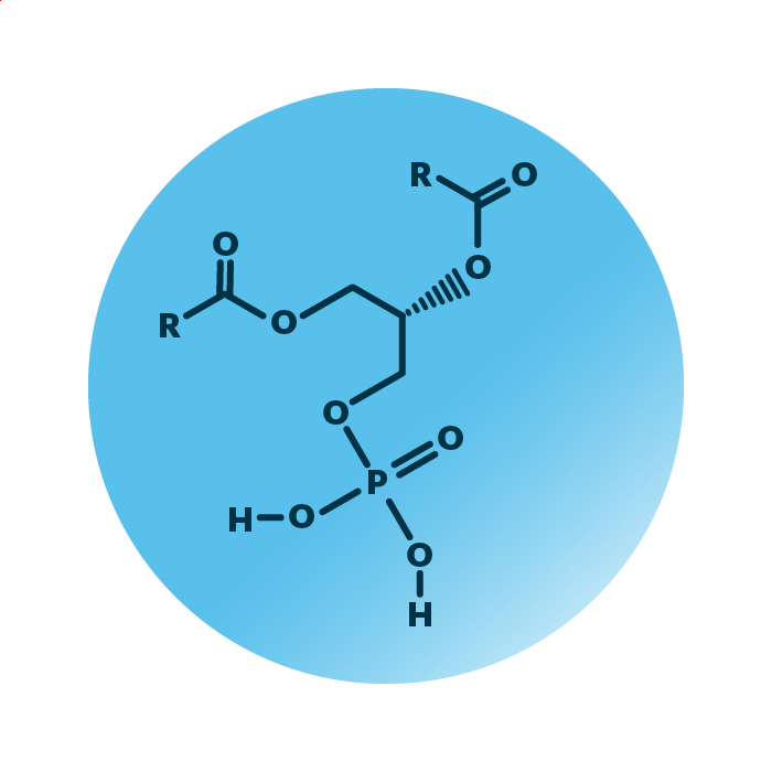 Phosphatidate Analysis | Lipid Analysis | Lipotype GmbH