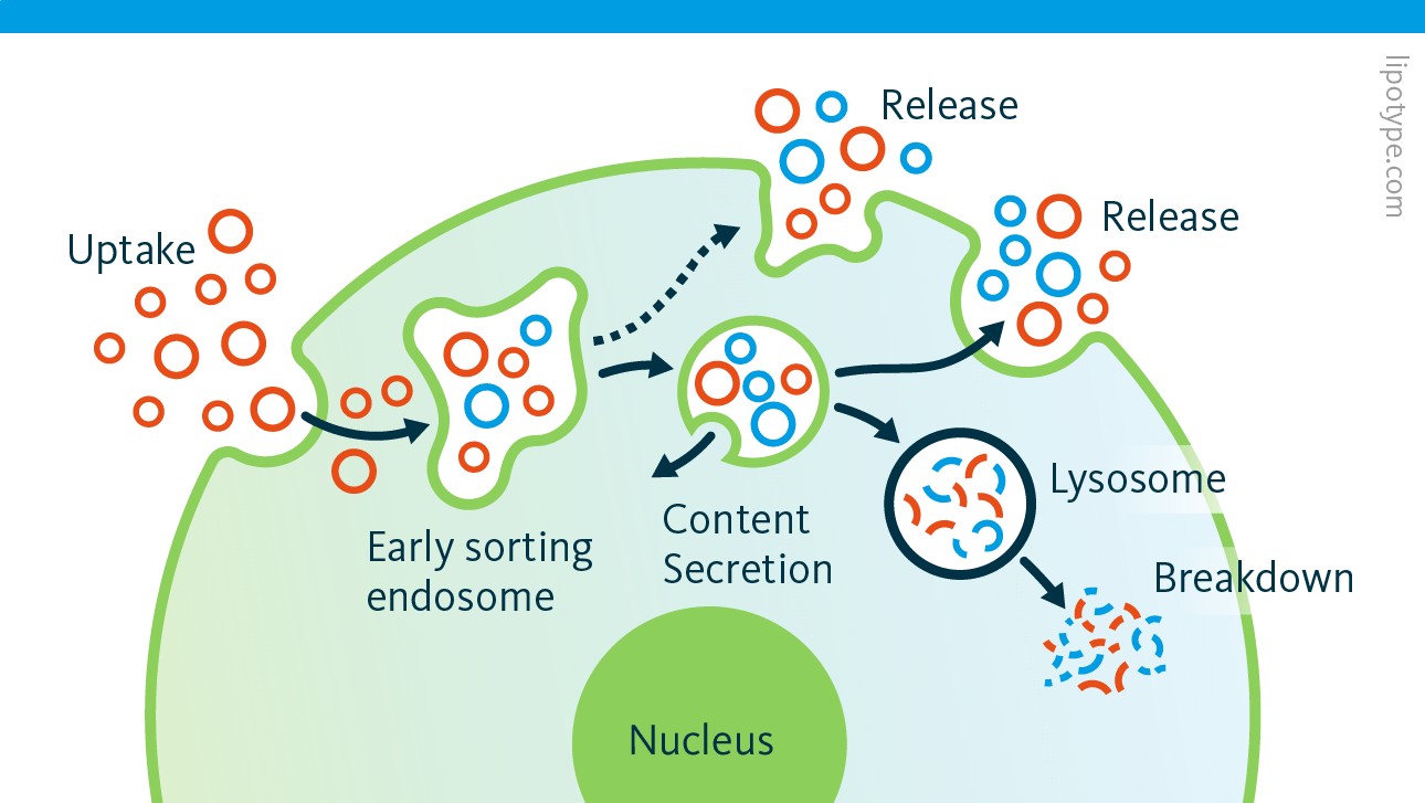 Exosome Characterization for Targeted Drug Delivery - Lipidomics ...