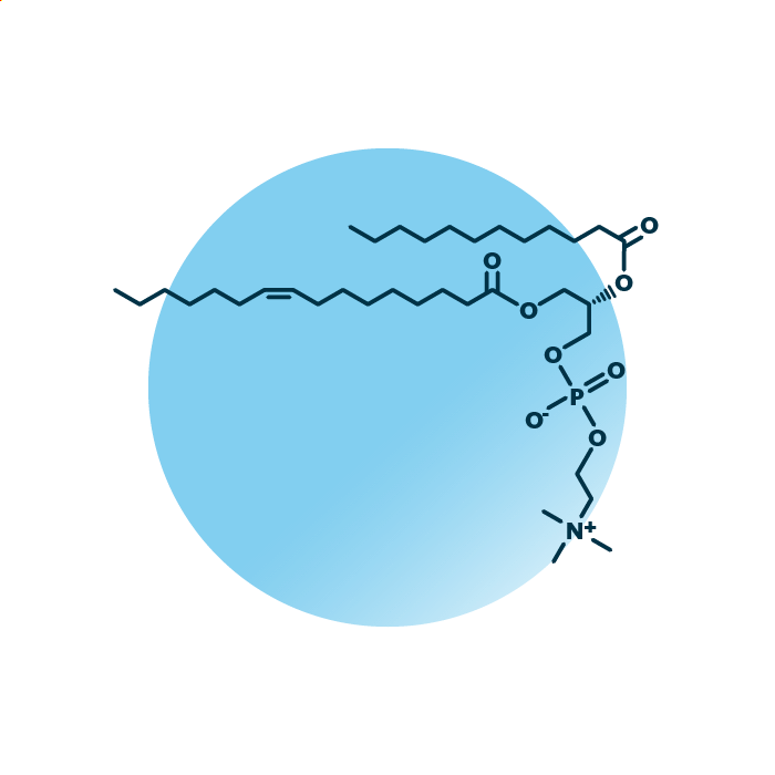 Phosphatidylcholine Analysis - Lipid Analysis - Lipotype GmbH
