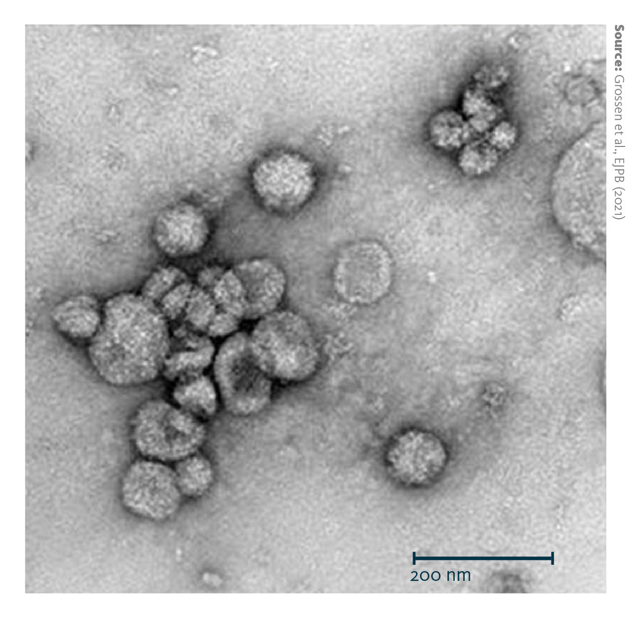 Exosome Characterization for Targeted Drug Delivery - Lipidomics ...