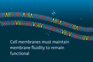 Chain length impacts membrane fluidity - Membrane Lipidomics - Lipotype ...