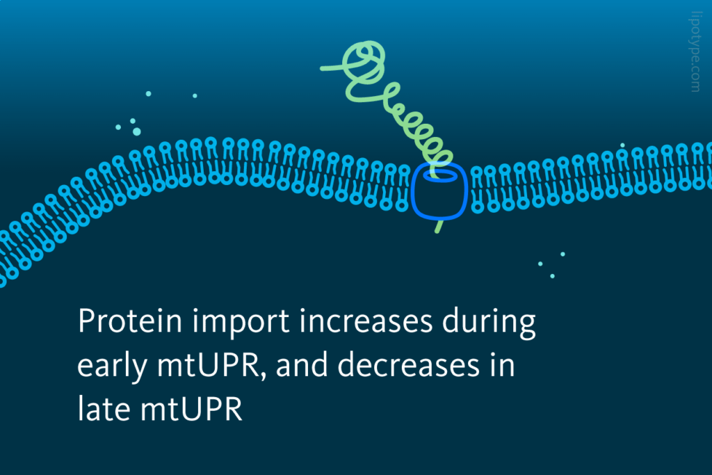 Cardiolipin synthesis & protein import during mtUPR - Lipotype GmbH