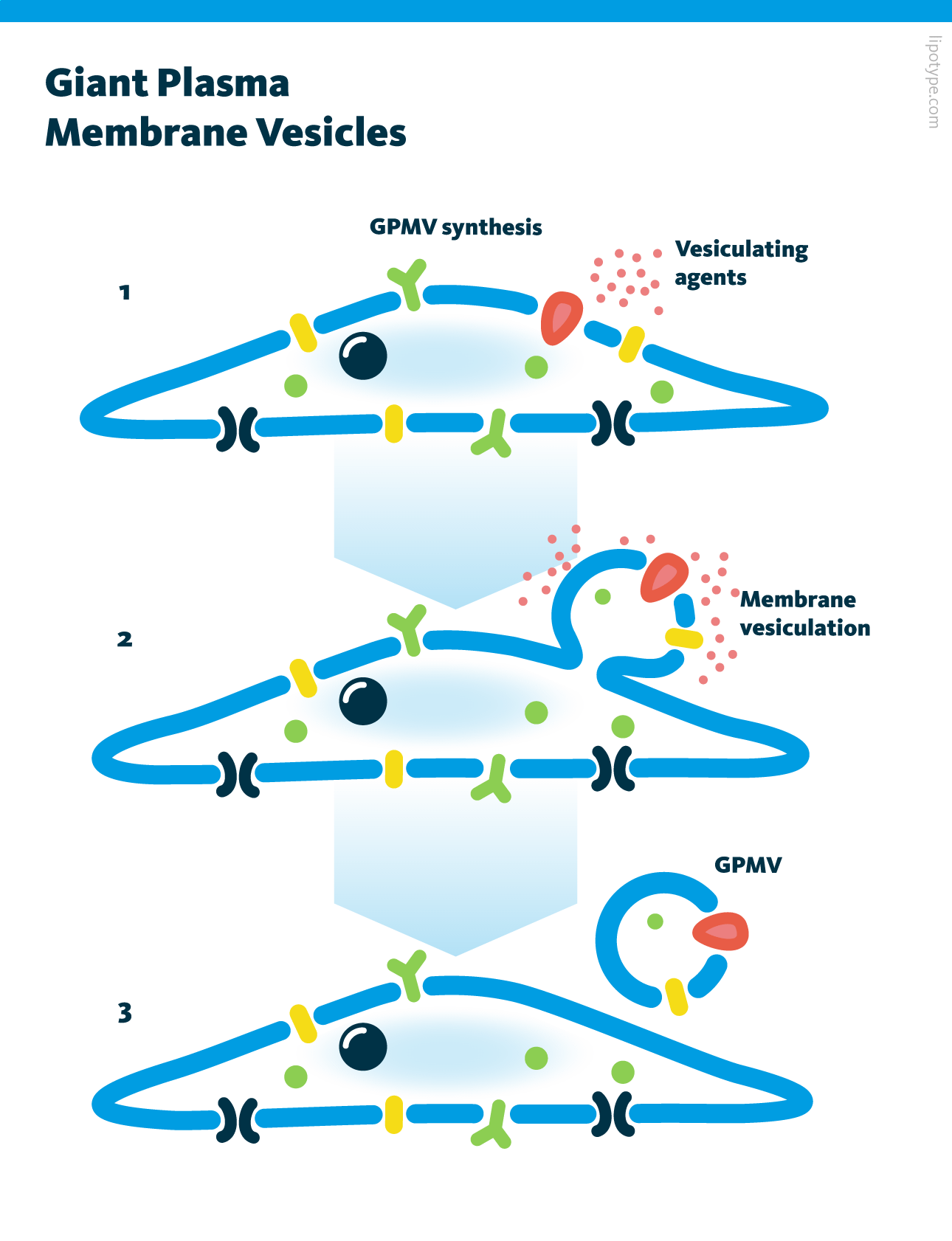 Growth temperature influences membrane lipids - Lipotype GmbH
