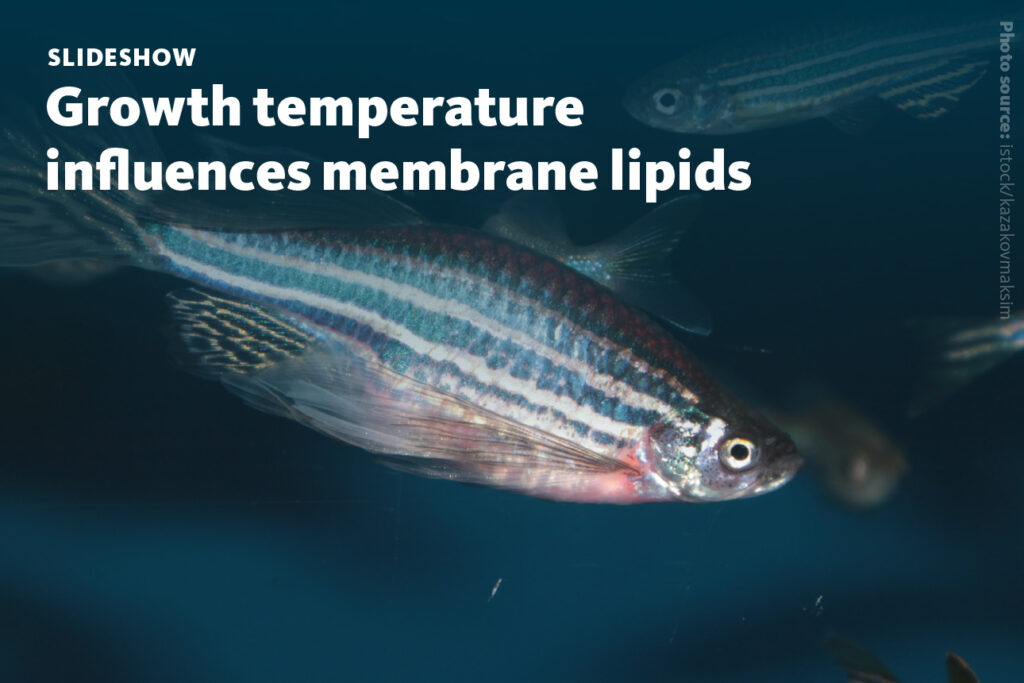 Growth temperature influences membrane lipids - Lipotype GmbH