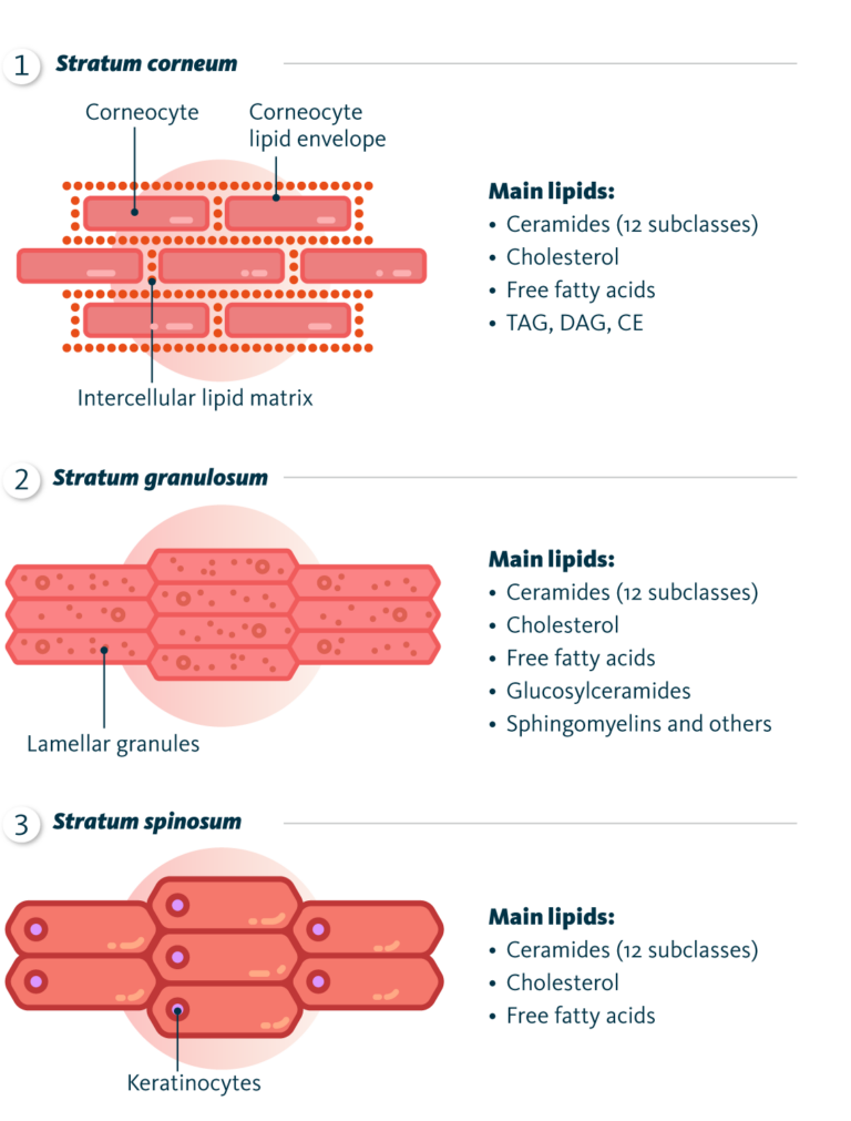 Our Skin Lipidomics Products - Lipotype GmbH