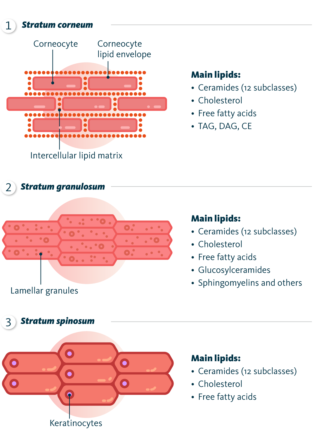 Our Skin Lipidomics Products - Lipotype GmbH