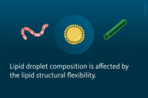 Lipidomics of lipid droplets in health and disease - Lipotype GmbH