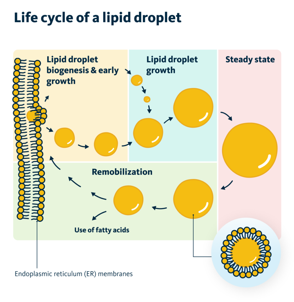 Lipid Droplets Lipidomics - Lipotype GmbH